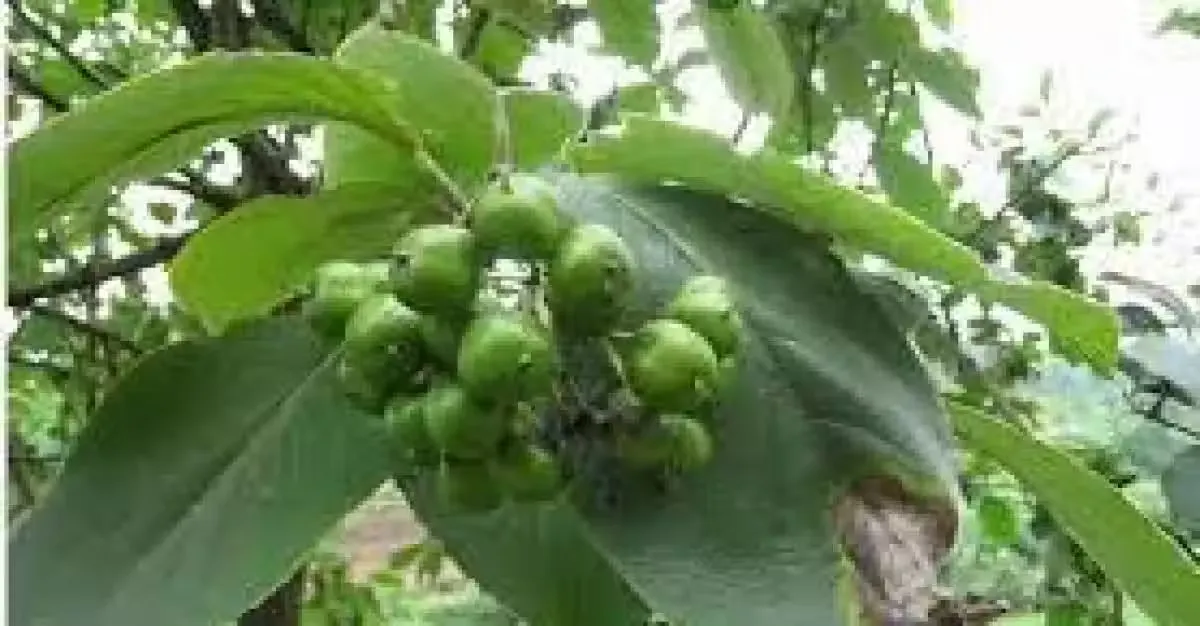 中華生草藥圖 之 絨毛楨楠 篇 Machilus velutina Champ. ex Benth.